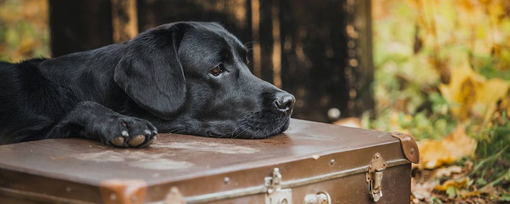 The Bear of Rodborough Hotel, Stroud
